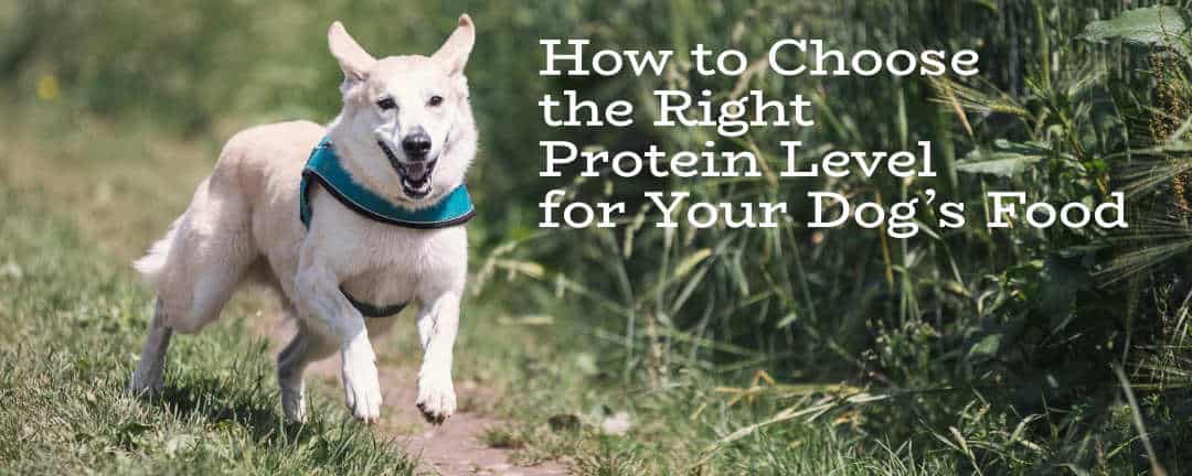 How to Choose the Right Protein Level for Your Dog’s Food | Nutrix Pet ...