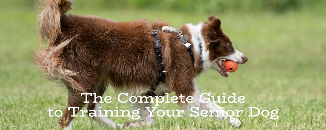 The Complete Guide to Training Your Senior Dog - Unlock Your Older Dog ...