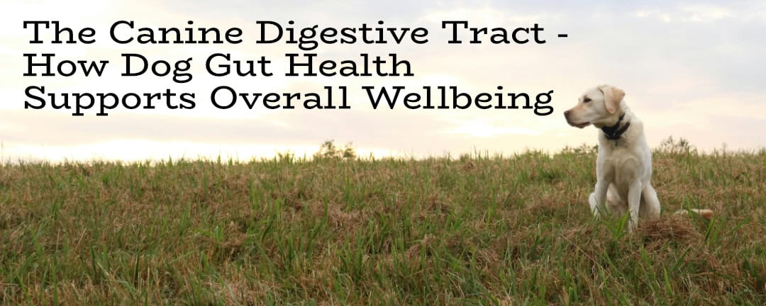 Canine Digestive Tract: Dog Gut Health & Stomach Issues Explained