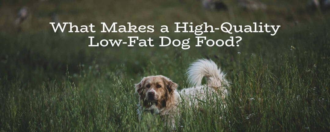 What Makes a High‑Quality Low‑Fat Dog Food? A Guide to Weight‑Smart ...